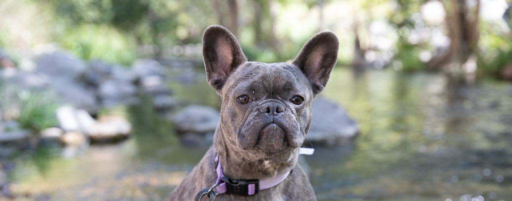 Fluffy Family Frenchies